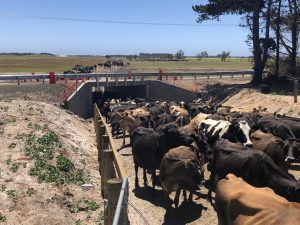 Waterhouse Road – Stock / Cattle Underpass – TasSpan
